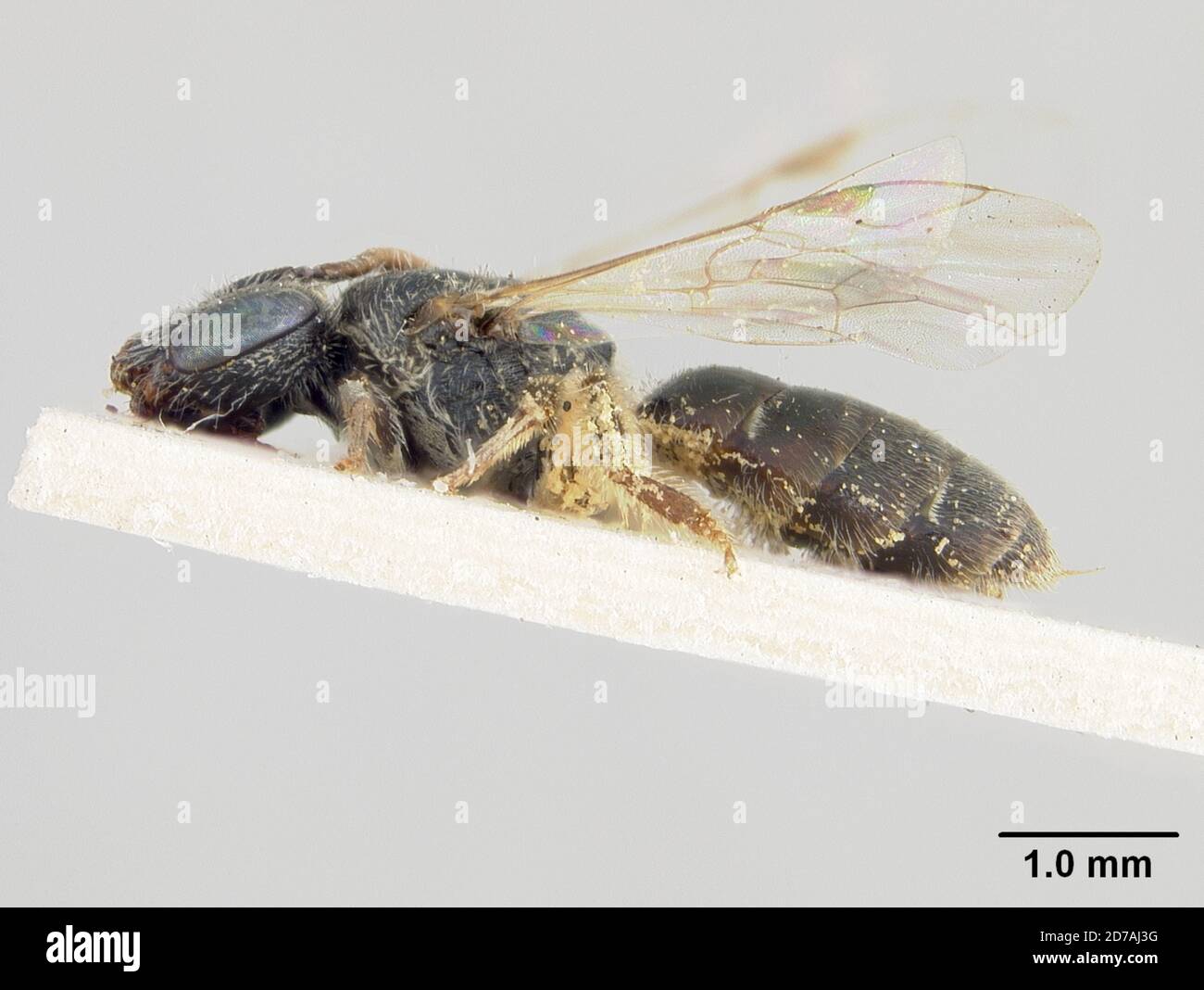 Halictus dorsicyaneus cockerell hi-res stock photography and images - Alamy