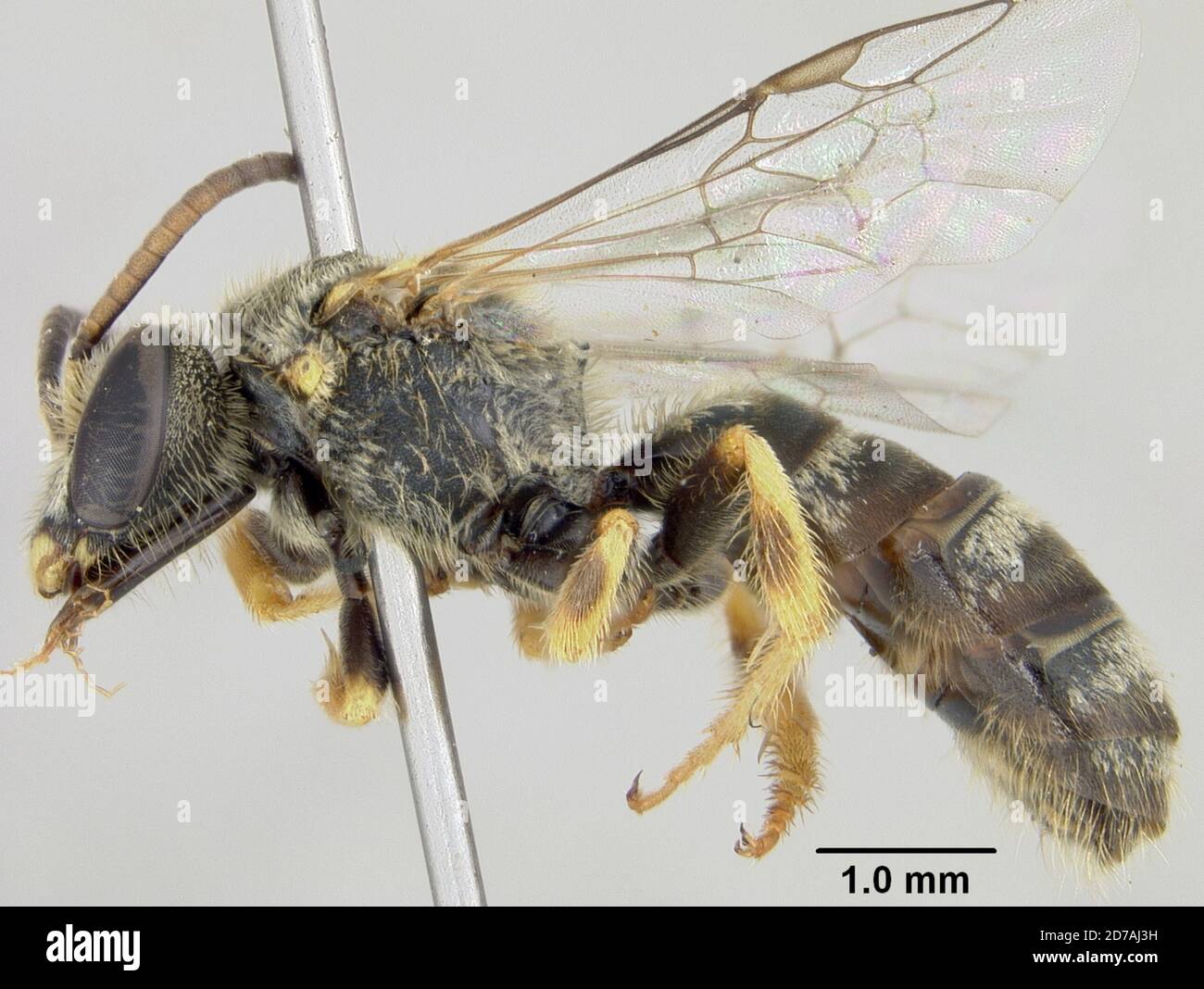 Halictus eschichotzi Cockerell, 1919, Animalia, Arthropoda, Insecta ...