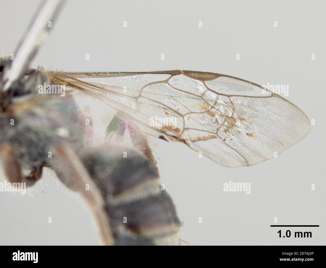 Halictus farquhari cockerell hi-res stock photography and images - Alamy