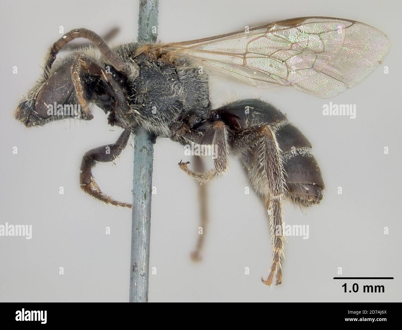Halictus philippinensis nigritarsellus cockerell hi-res stock ...