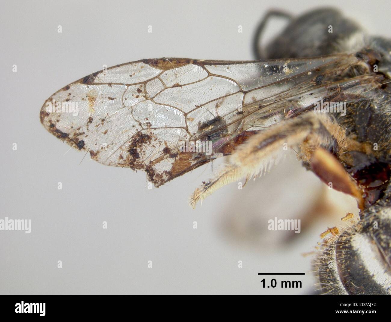 Tlahualilo Durango Mex, Durango, Mexico, Halictus morrilli Cockerell ...