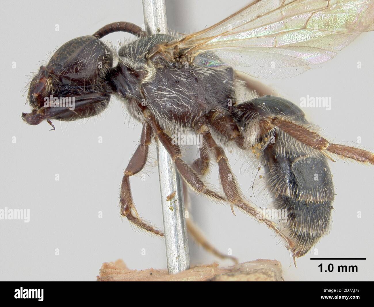 Halictus matianensis bluthgen hi-res stock photography and images - Alamy