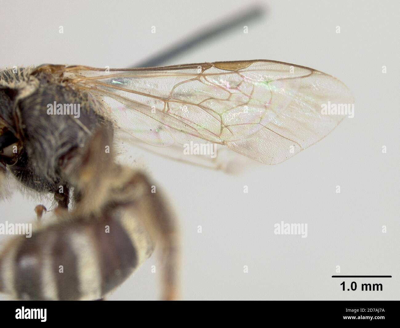 Pinned, Manila, P.I., Rizal, Philippines, Halictus manilae Ashmead ...