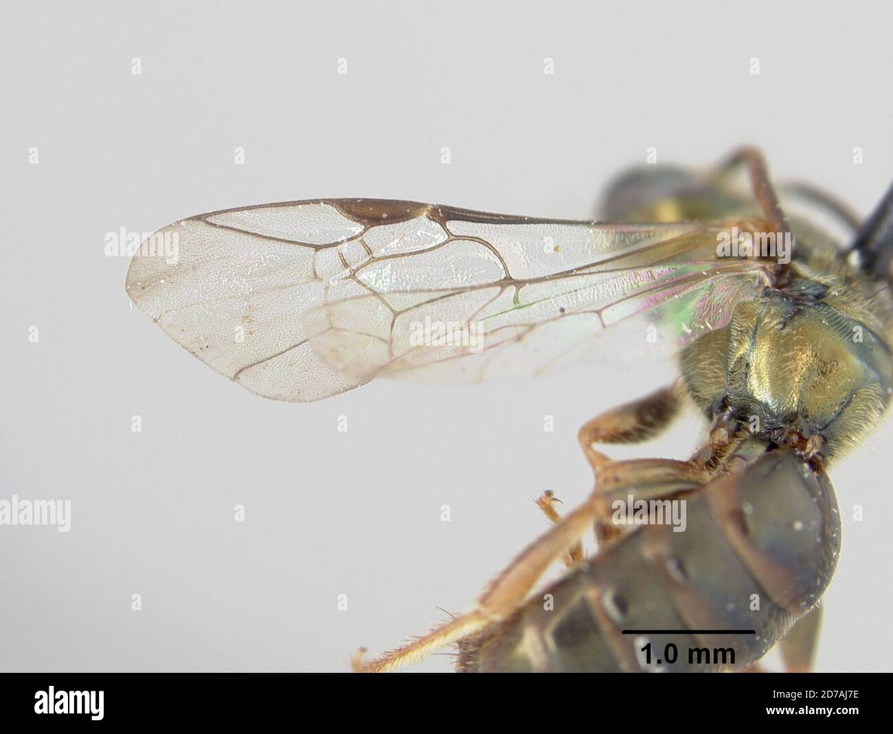 1950 animalia hi-res stock photography and images - Alamy