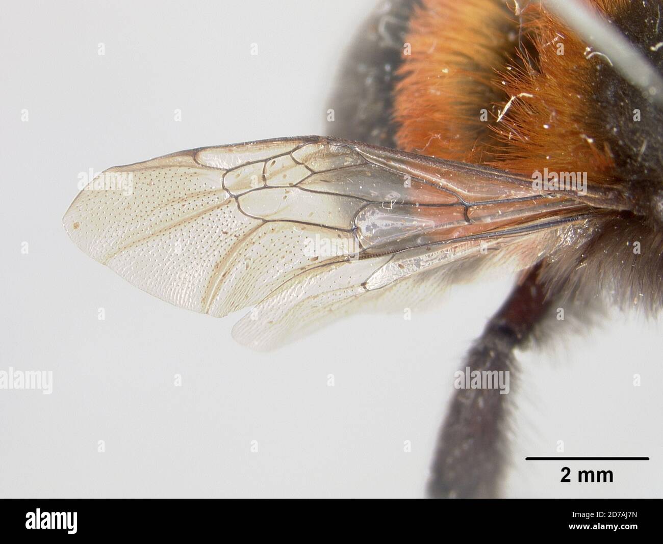 1999 animalia hi-res stock photography and images - Alamy