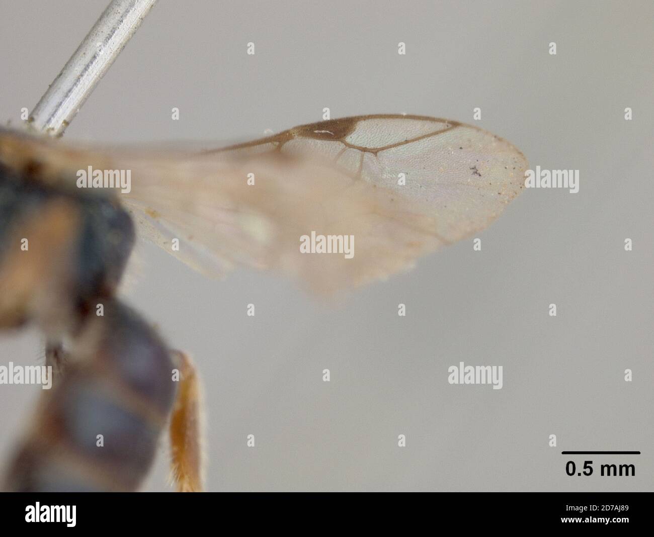 Pinned, Bribie Isd., Halictus pavonellus Cockerell, 1915, Animalia ...