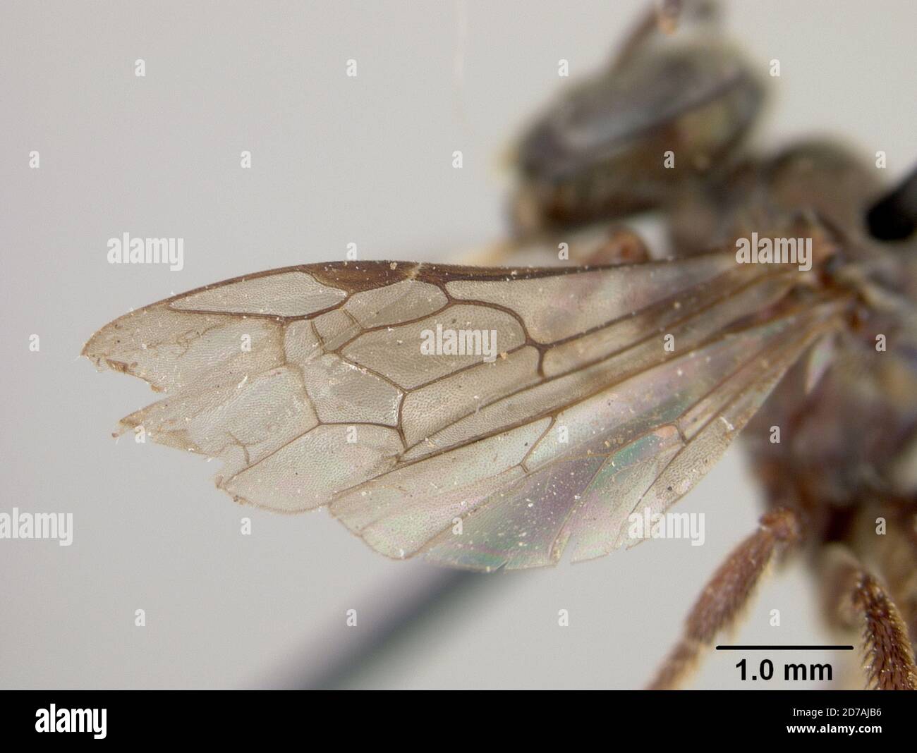 Halictus saffordi cockerell hi-res stock photography and images - Alamy