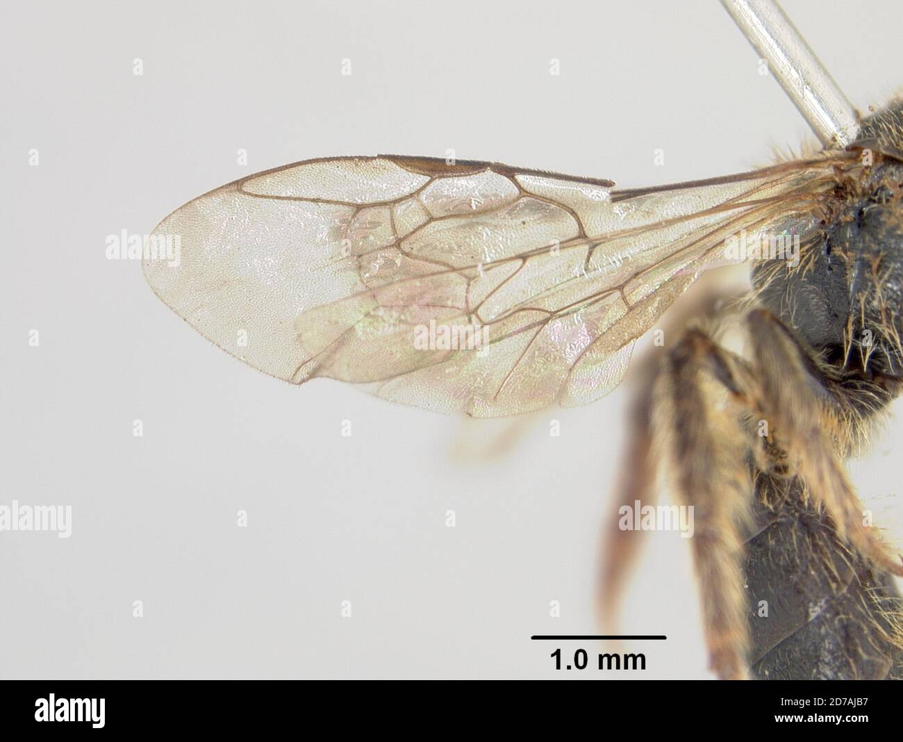 Halictus postlucens cockerell hi-res stock photography and images - Alamy