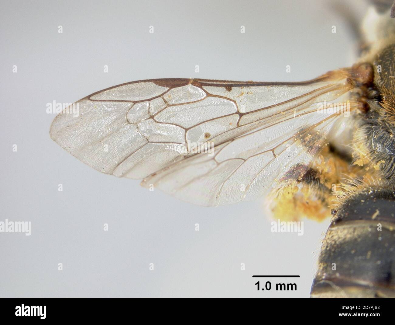 Halictus rhodaspis cockerell hi-res stock photography and images - Alamy