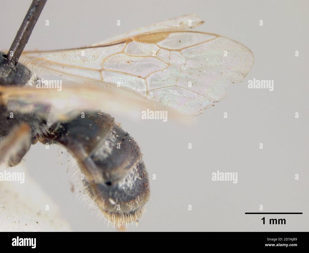 Halictus persicus cockerell hi-res stock photography and images - Alamy