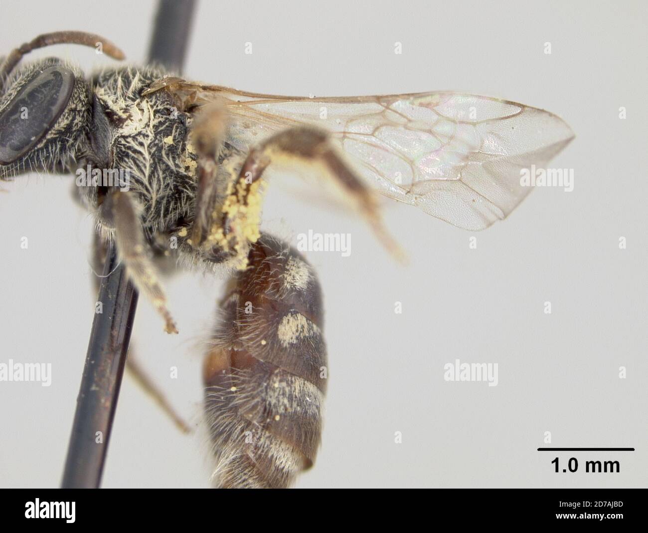 Pinned, Manila, P.I., Rizal, Philippines, Halictus philippinensis ...