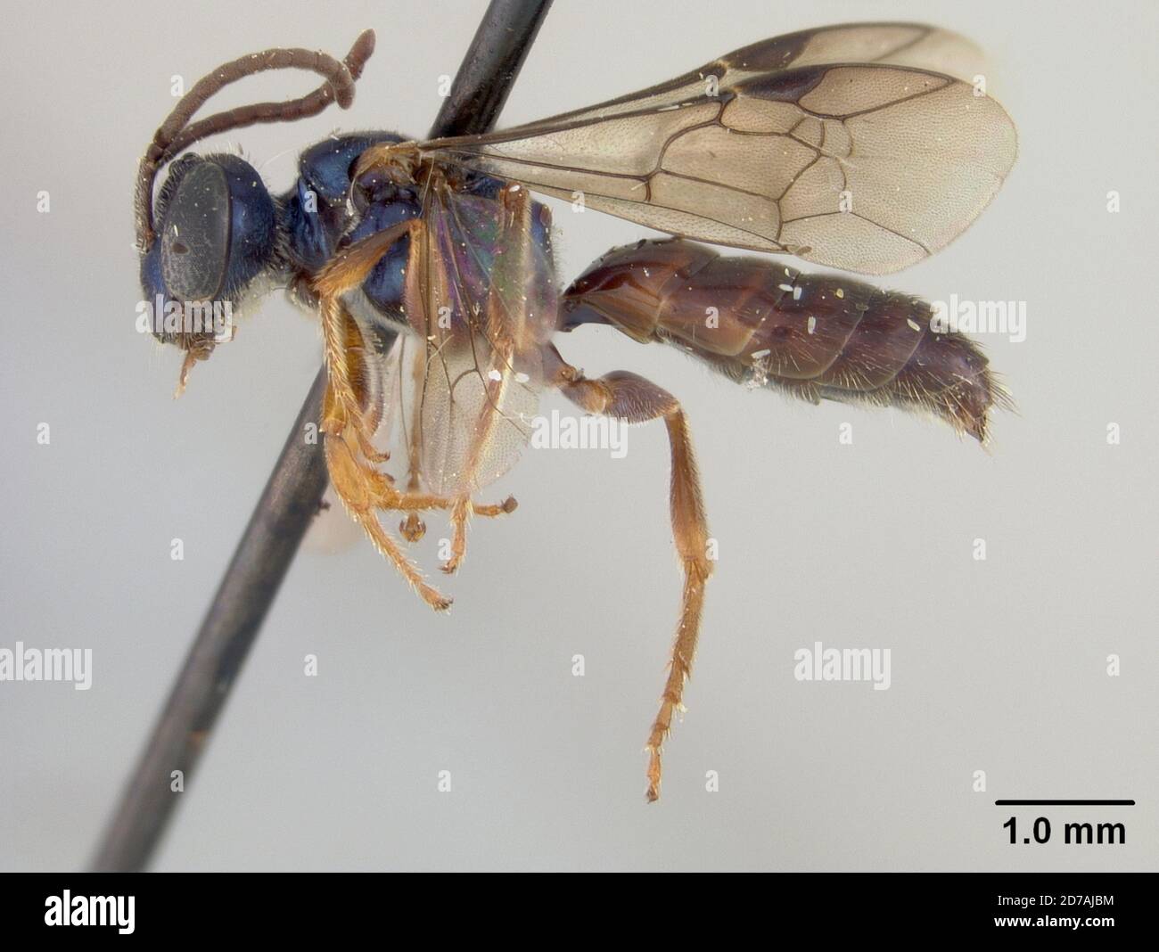 Halictus stevensoni cockerell hi-res stock photography and images - Alamy