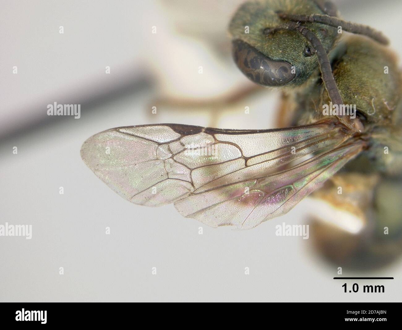 Pinned, Bougainville I, North Solomons, Papua New Guinea, Halictus ...