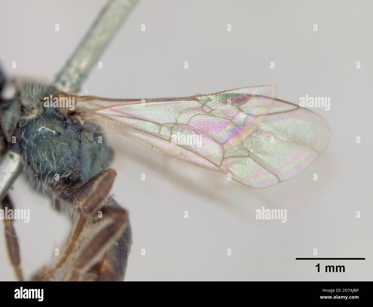 Halictus risbeci cockerell hi-res stock photography and images - Alamy