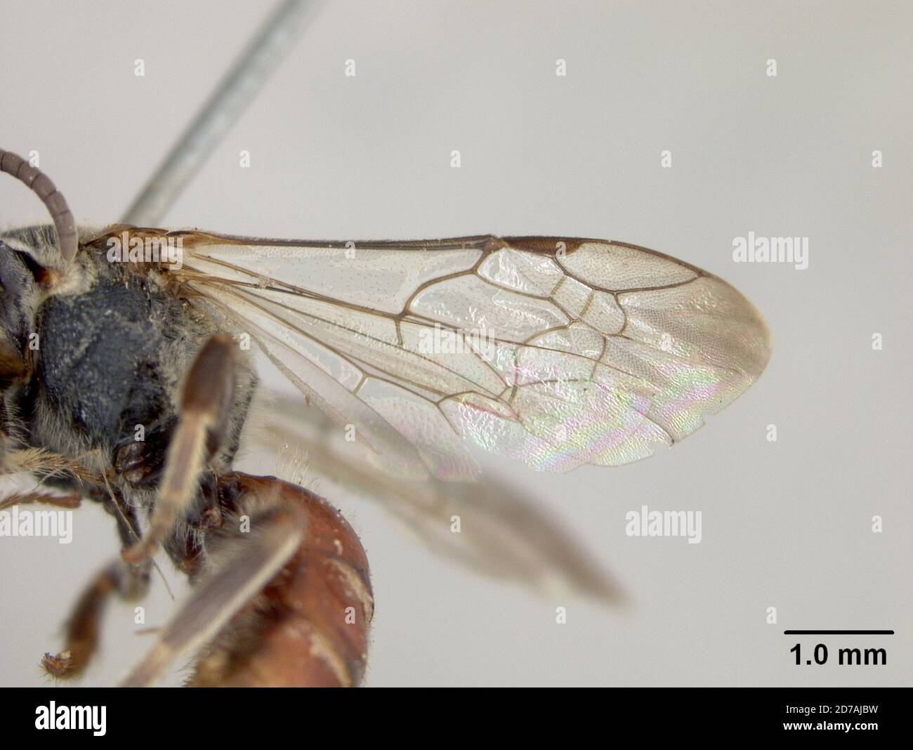 1920 animalia hi-res stock photography and images - Alamy