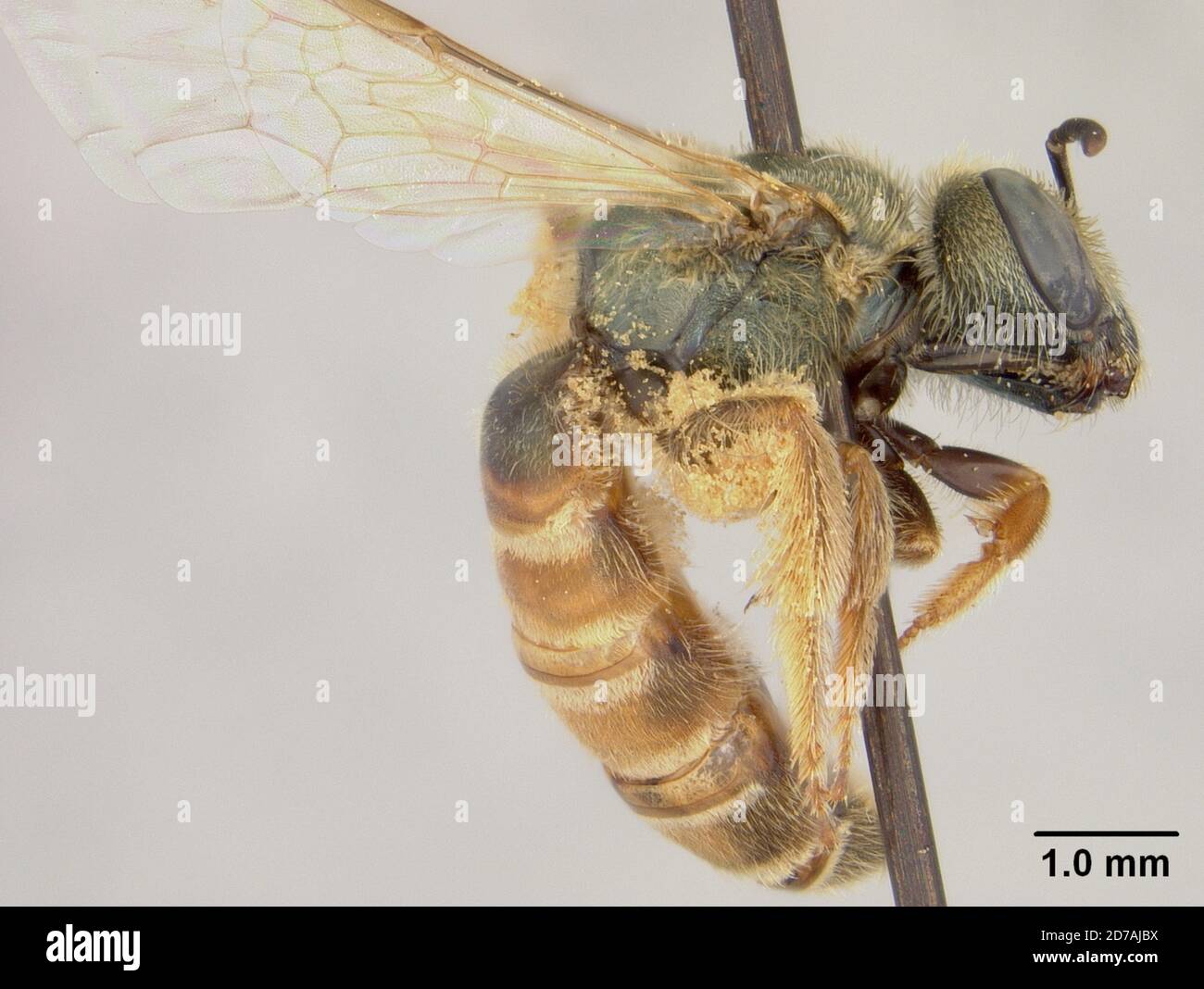 Pinned, Zamorano, Honduras, Francisco Morazan, Honduras, Halictus ruae ...