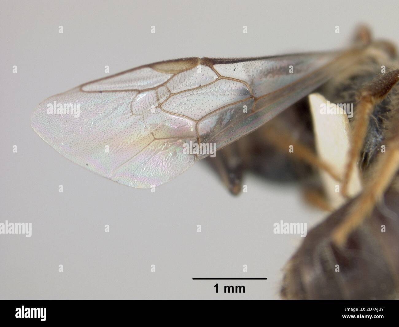 Pinned, Manila, P.I., Rizal, Philippines, Halictus (Nesohalictus ...