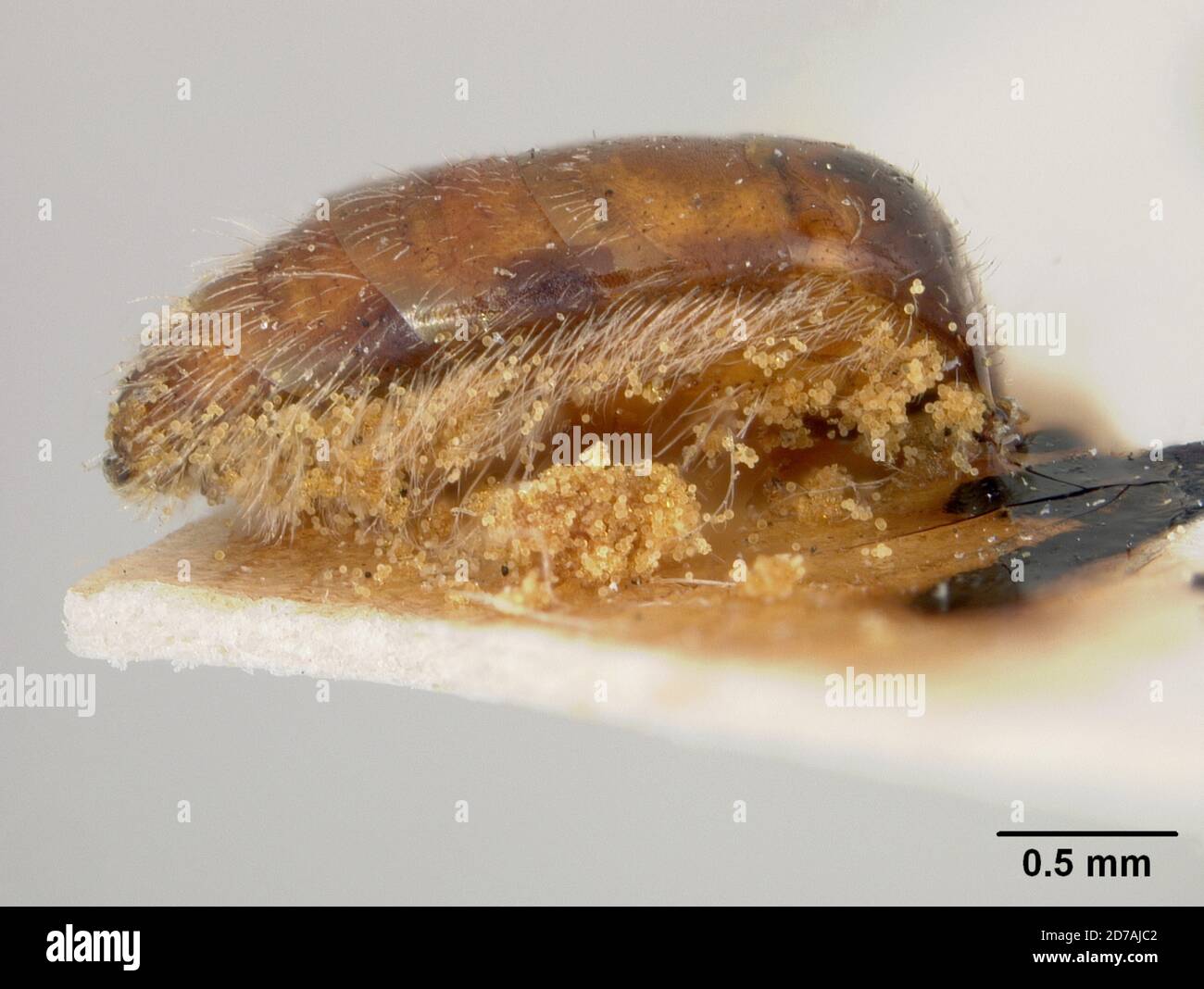 Halictus raymenti cockerell hi-res stock photography and images - Alamy