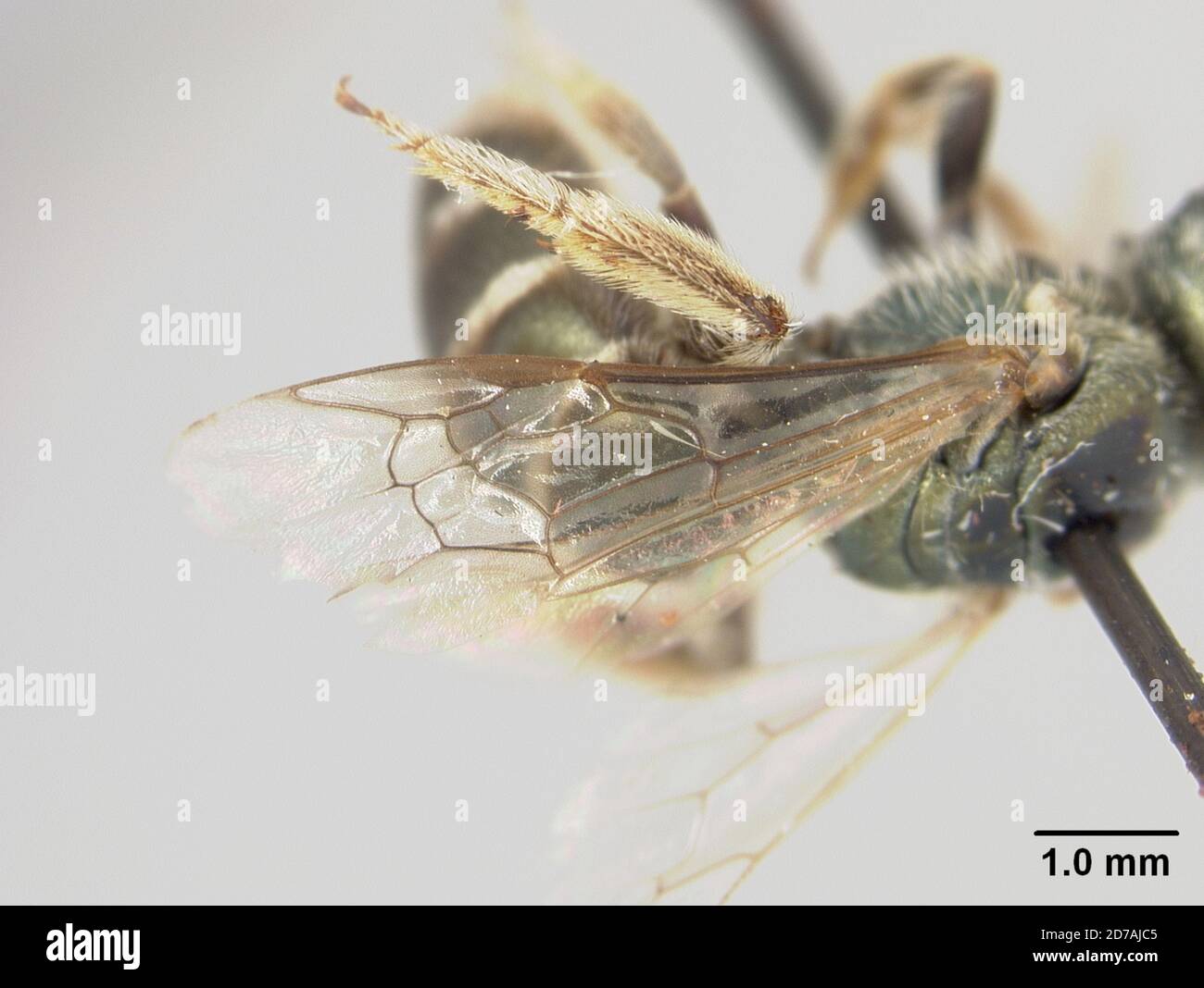 Halictus seladonia hi-res stock photography and images - Alamy