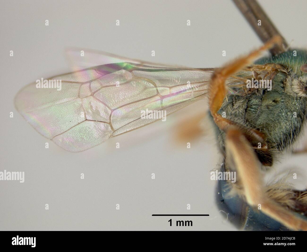 Halictus flindersi thor cockerell hi-res stock photography and images ...