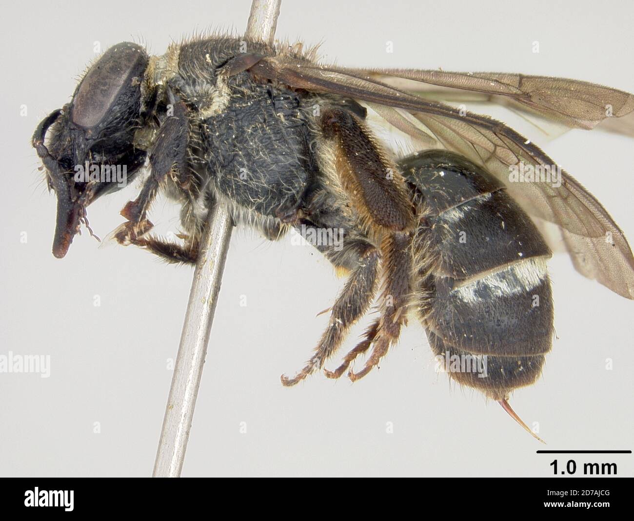 Pinned, Imugin, N. Viscaya, Nueva Vizcaya, Philippines, Halictus ...