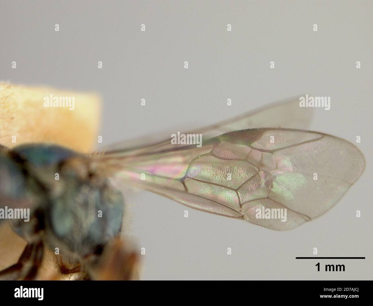 Halictus suvaensis cockerell hi-res stock photography and images - Alamy