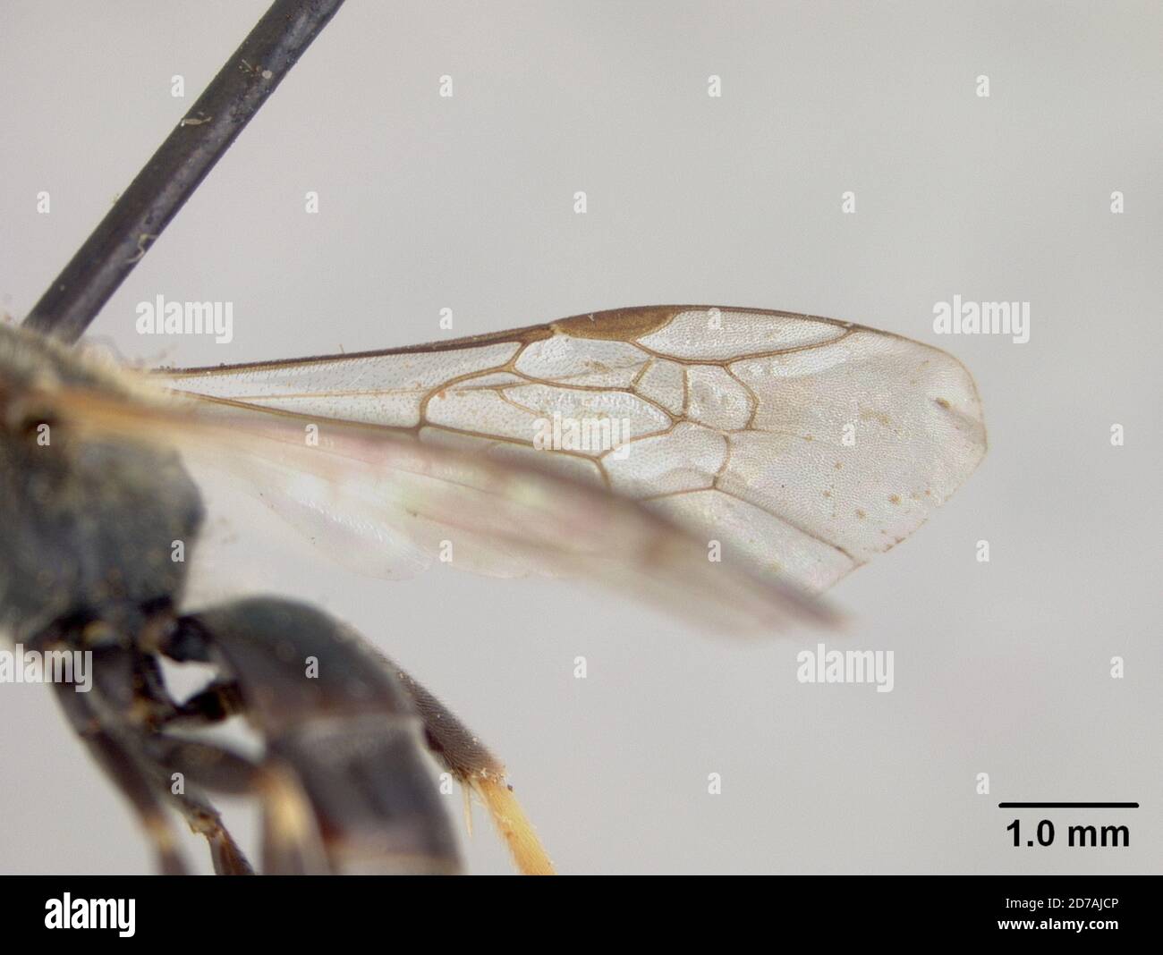 Halictus calceatus ulterior cockerell hi-res stock photography and ...