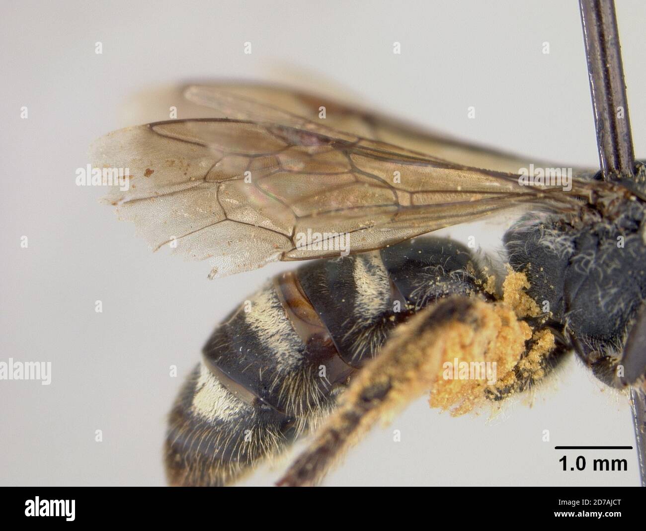 Halictus uyacensis cockerell hi-res stock photography and images - Alamy