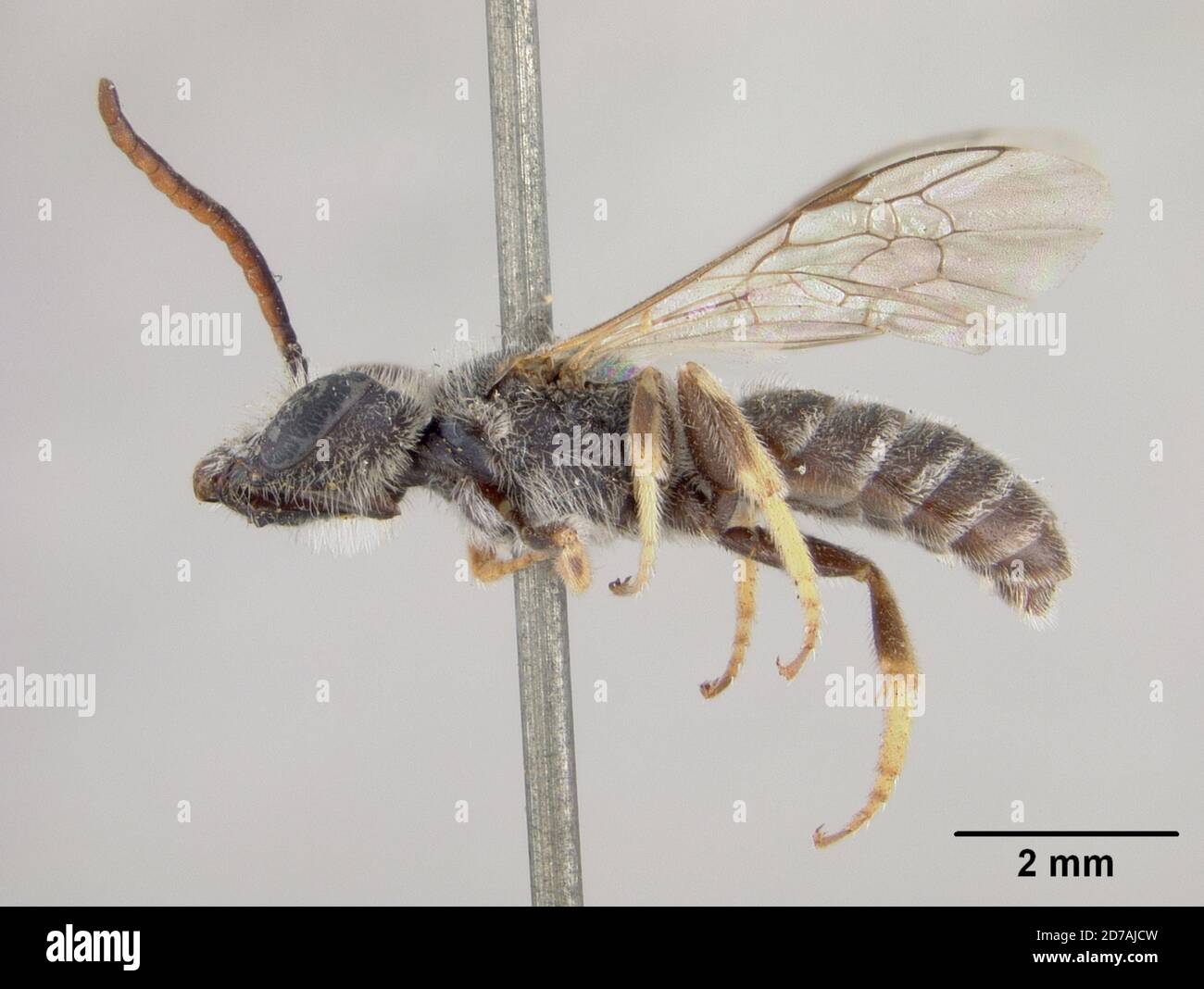 Halictus typographicus cockerell hi-res stock photography and images ...