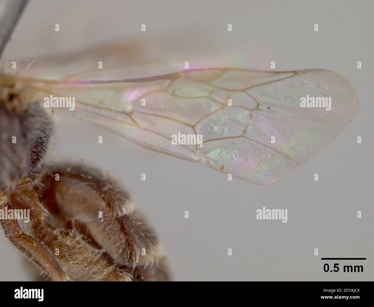 Halictus tripartitus cockerell hi-res stock photography and images - Alamy