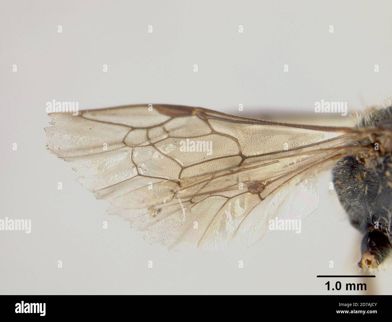 Pinned, Durban, Natal, South Africa, Halictus trimeni Cockerell, 1920 ...