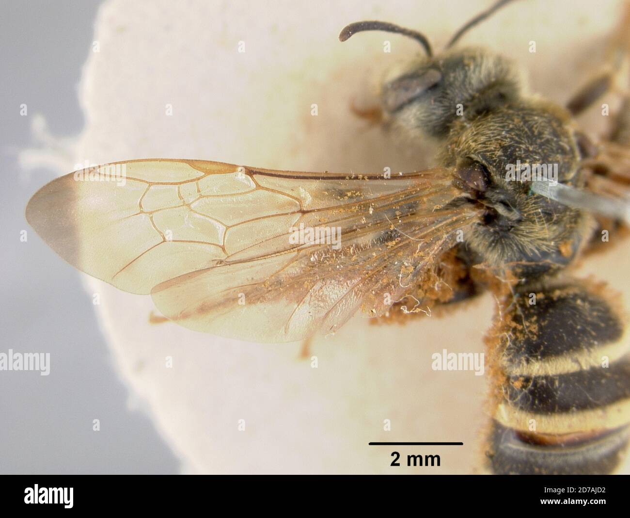 Paranomia venablesii ashmead hi-res stock photography and images - Alamy