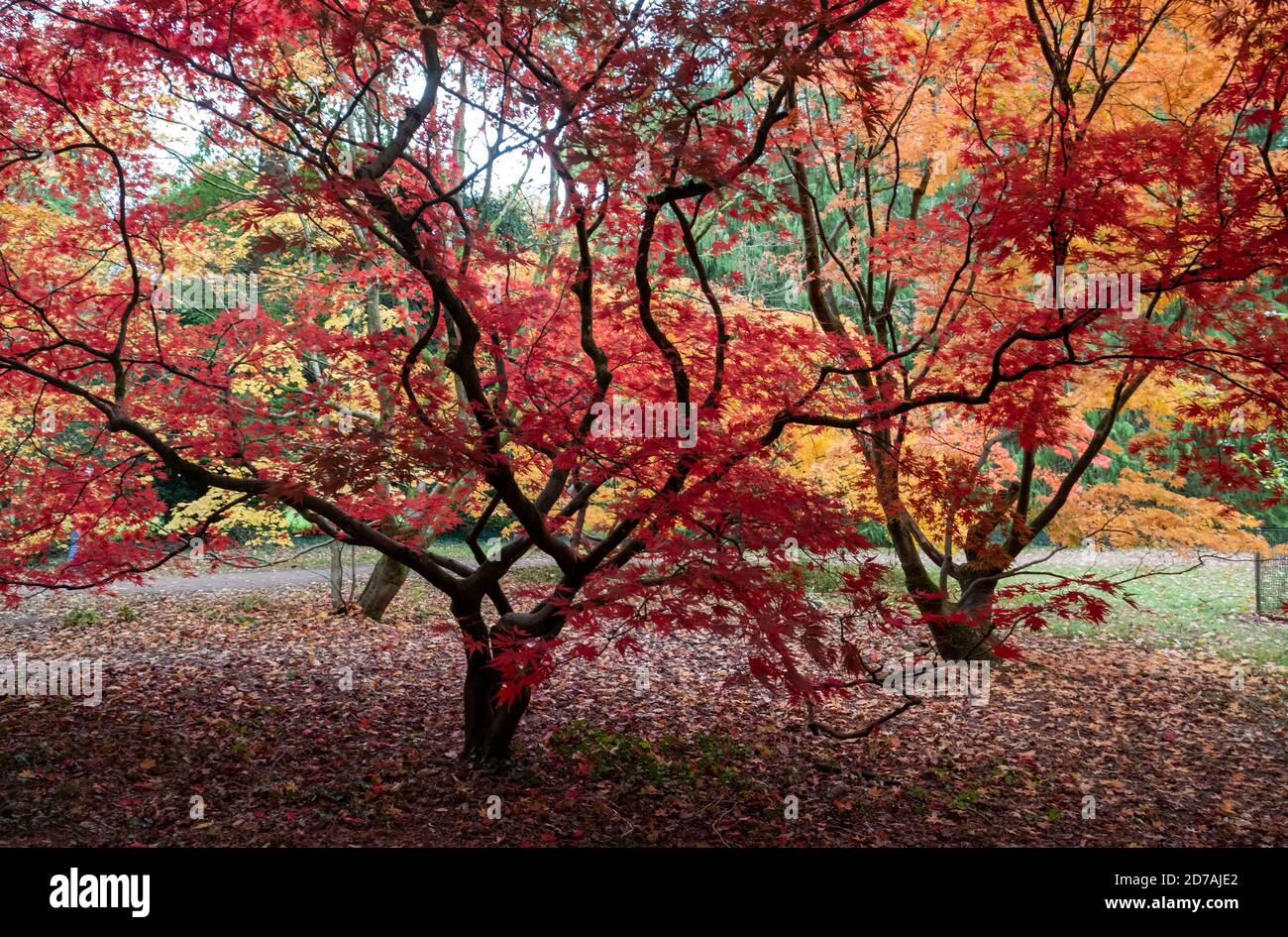 Autumn colours. Acer tree in a blaze of colour with leaves also on the ...