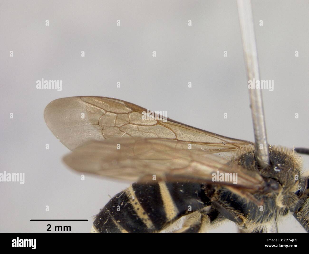 Pinned, Chiapas, Mexico, Lasioglossum asaphes McGinley, 1986, Animalia ...