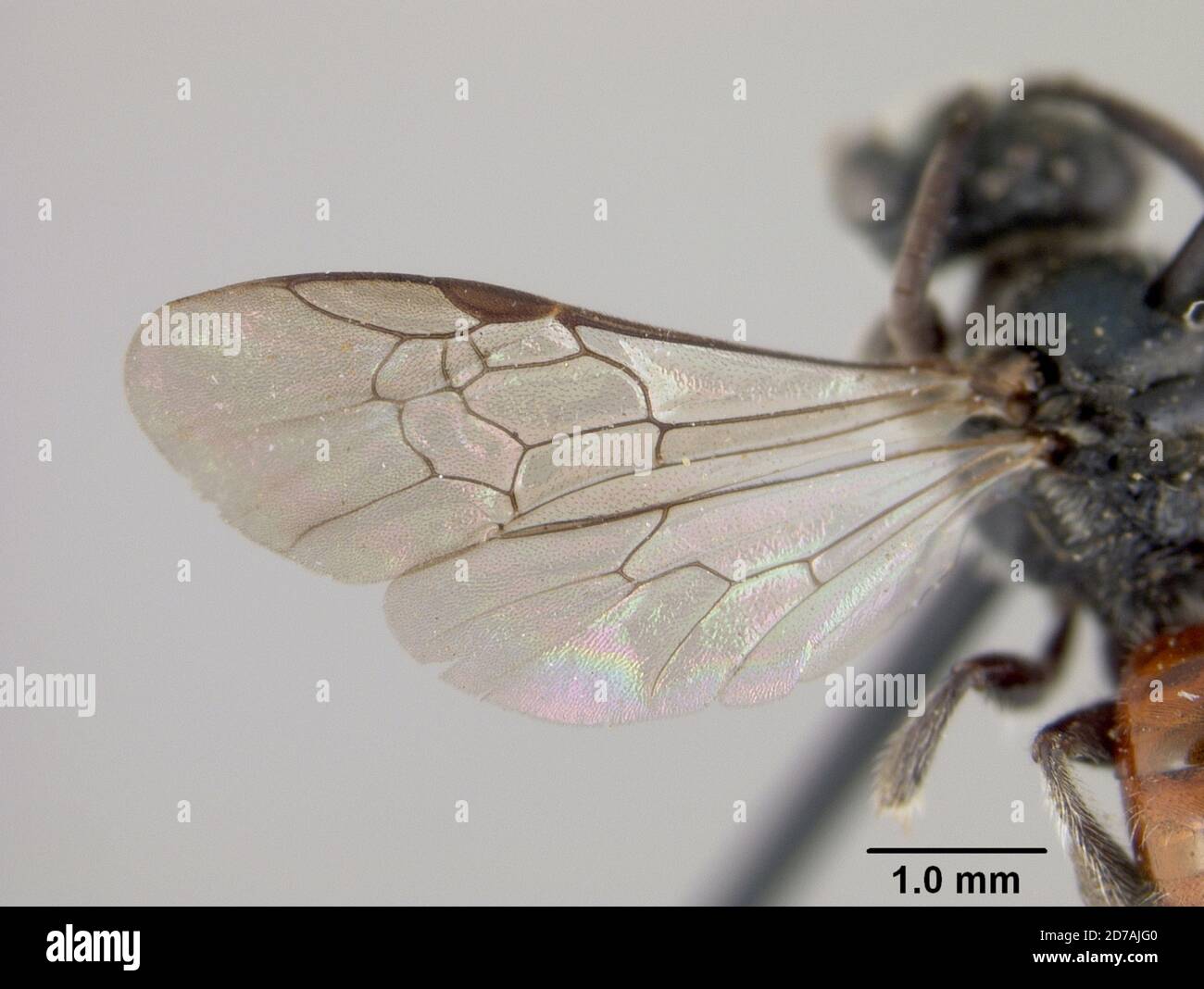 Sphecodes carolinus mitchell hi-res stock photography and images - Alamy