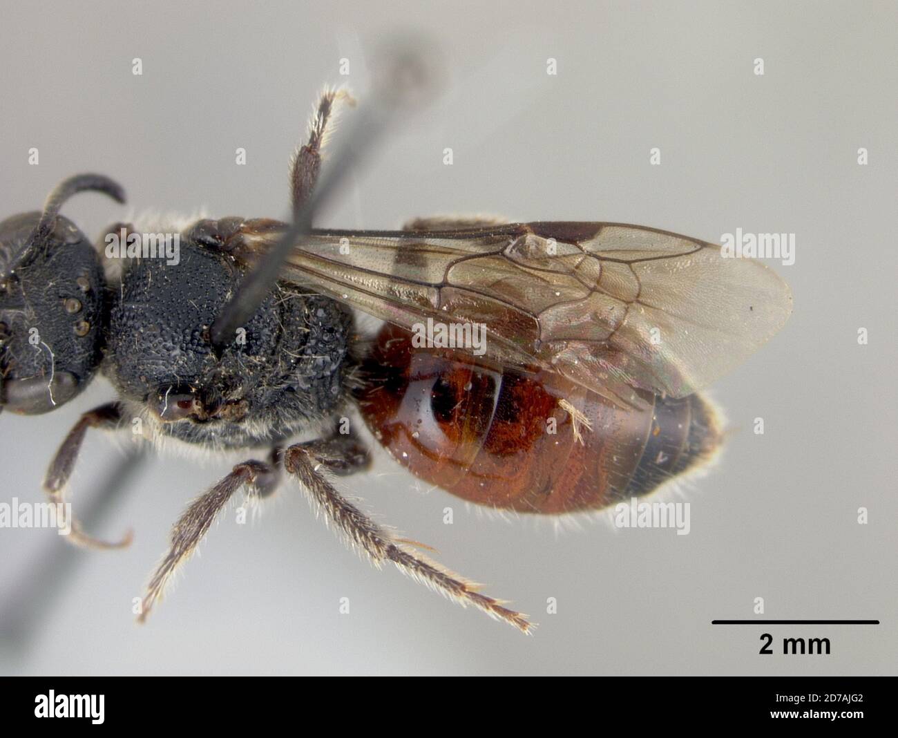 Pinned, Suifu, Sichuan, China, Sphecodes grahami Cockerell, 1922 ...