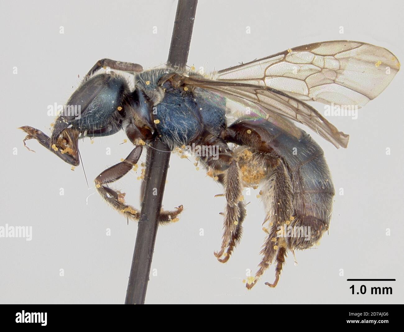 1949 animalia hi-res stock photography and images - Alamy