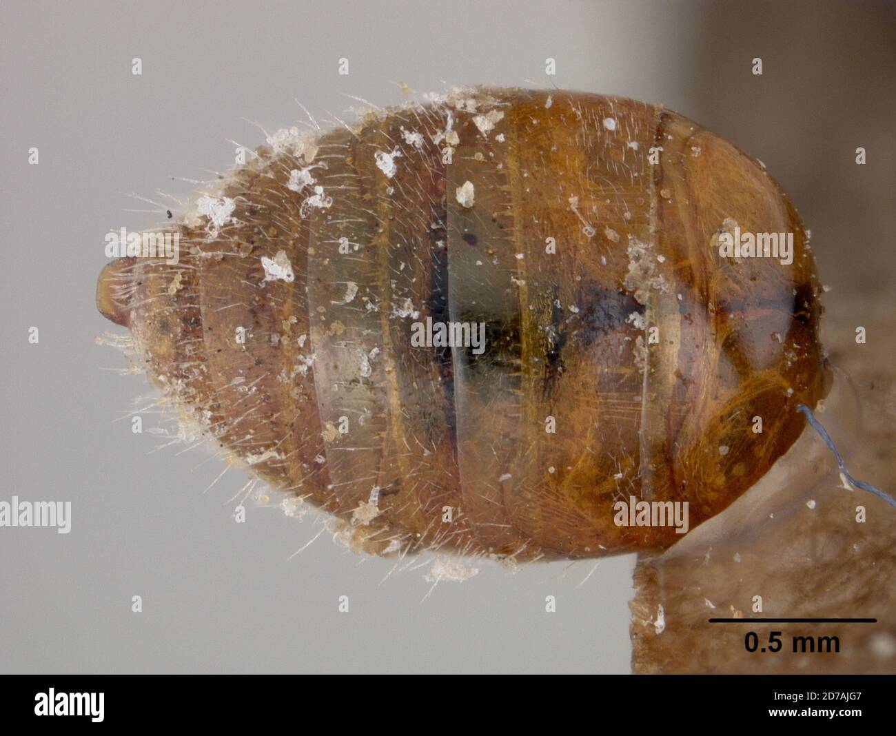 Sphecodes autumnalis mitchell hi-res stock photography and images - Alamy