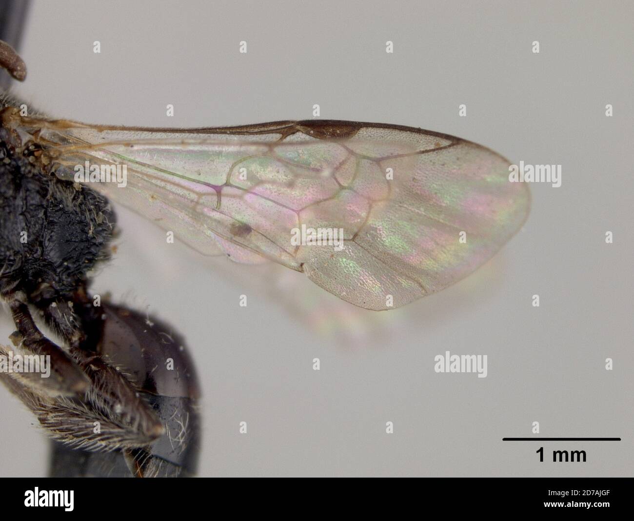 Pinned, Wake, North Carolina, United States, Sphecodes coronus Mitchell ...