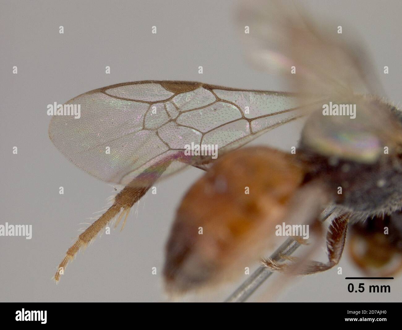 1956 animalia hi-res stock photography and images - Alamy