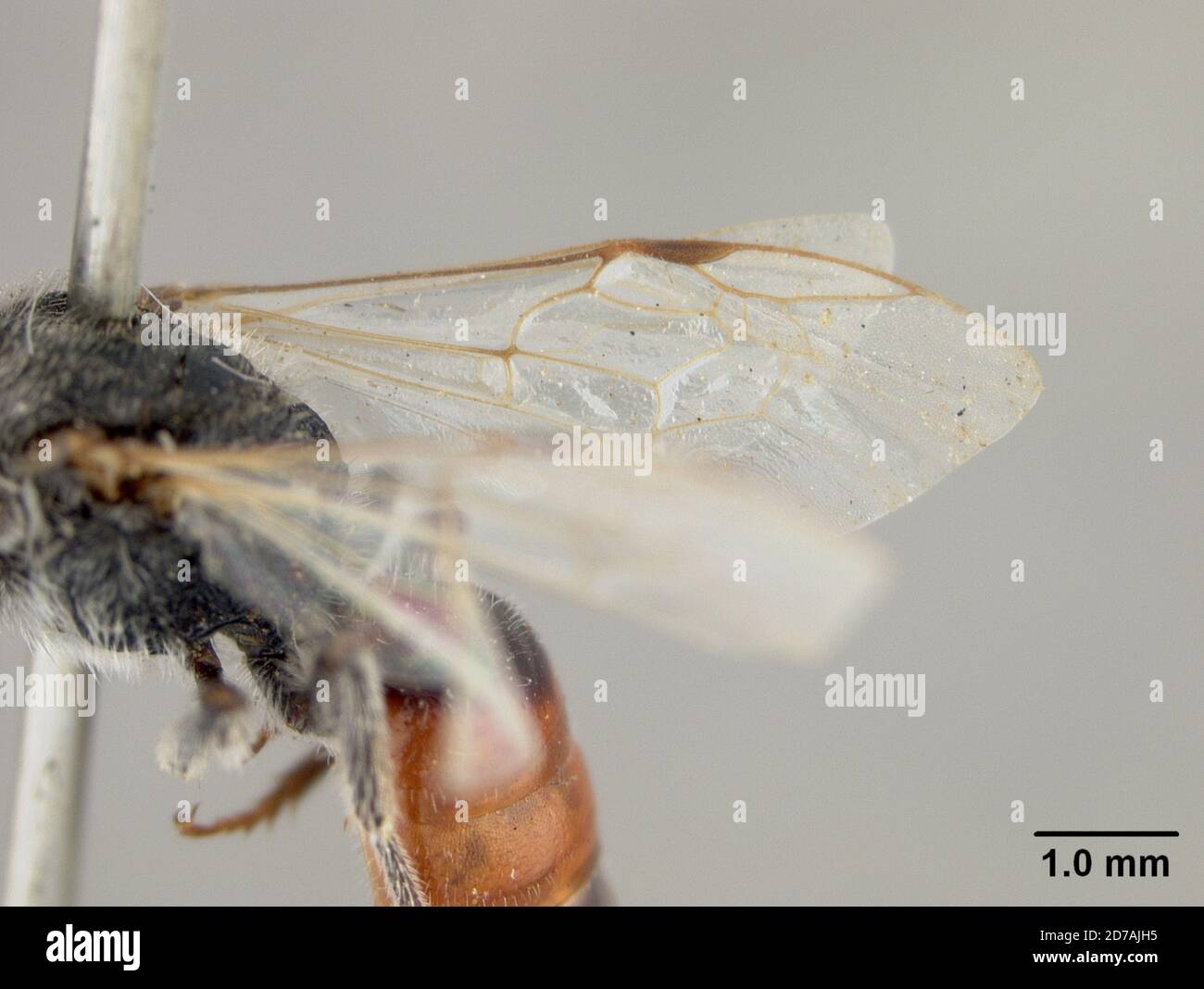 N 4 mile canon hi-res stock photography and images - Alamy