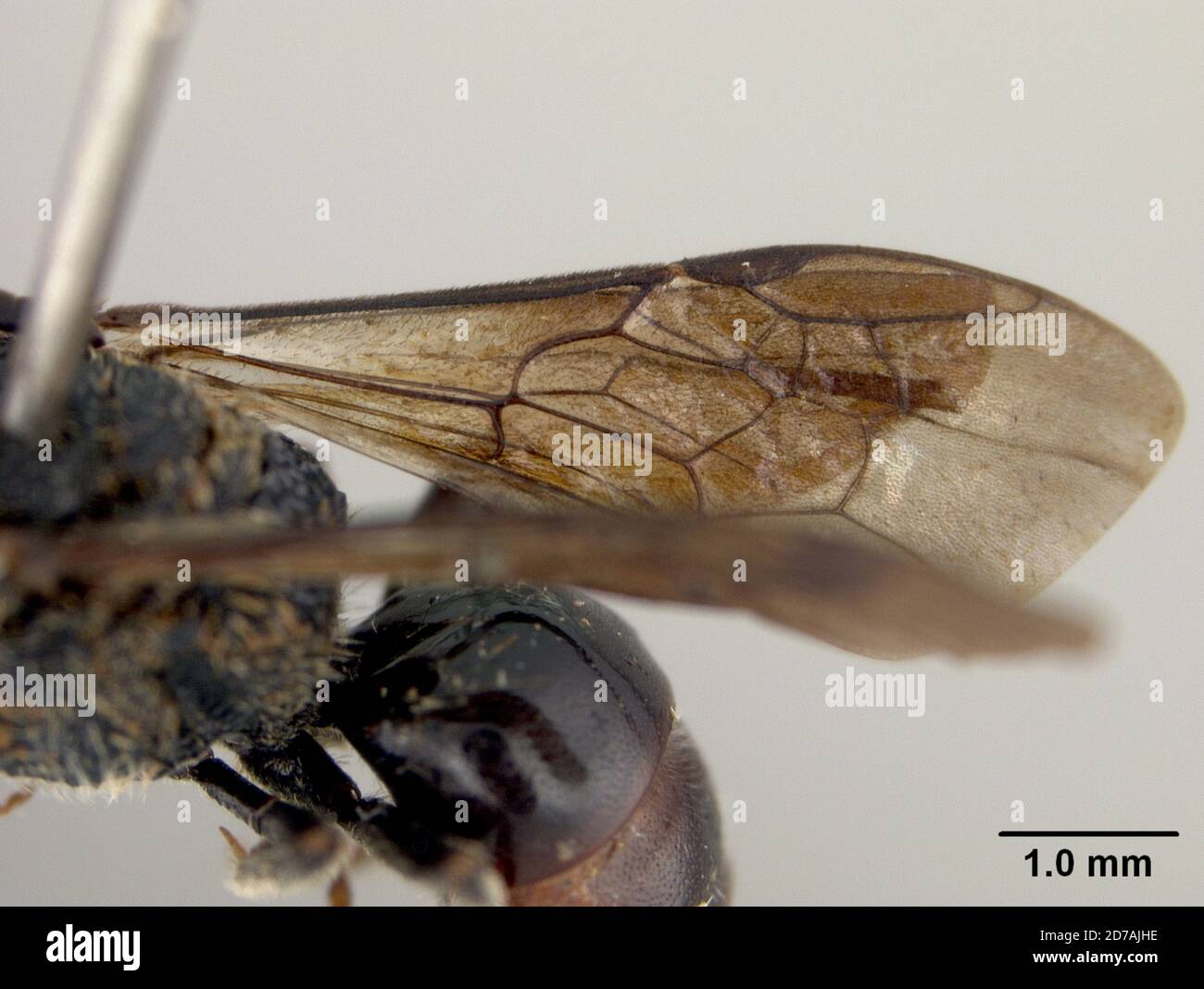 Gal dist kanneliya section sinharaja jungle hi-res stock photography ...