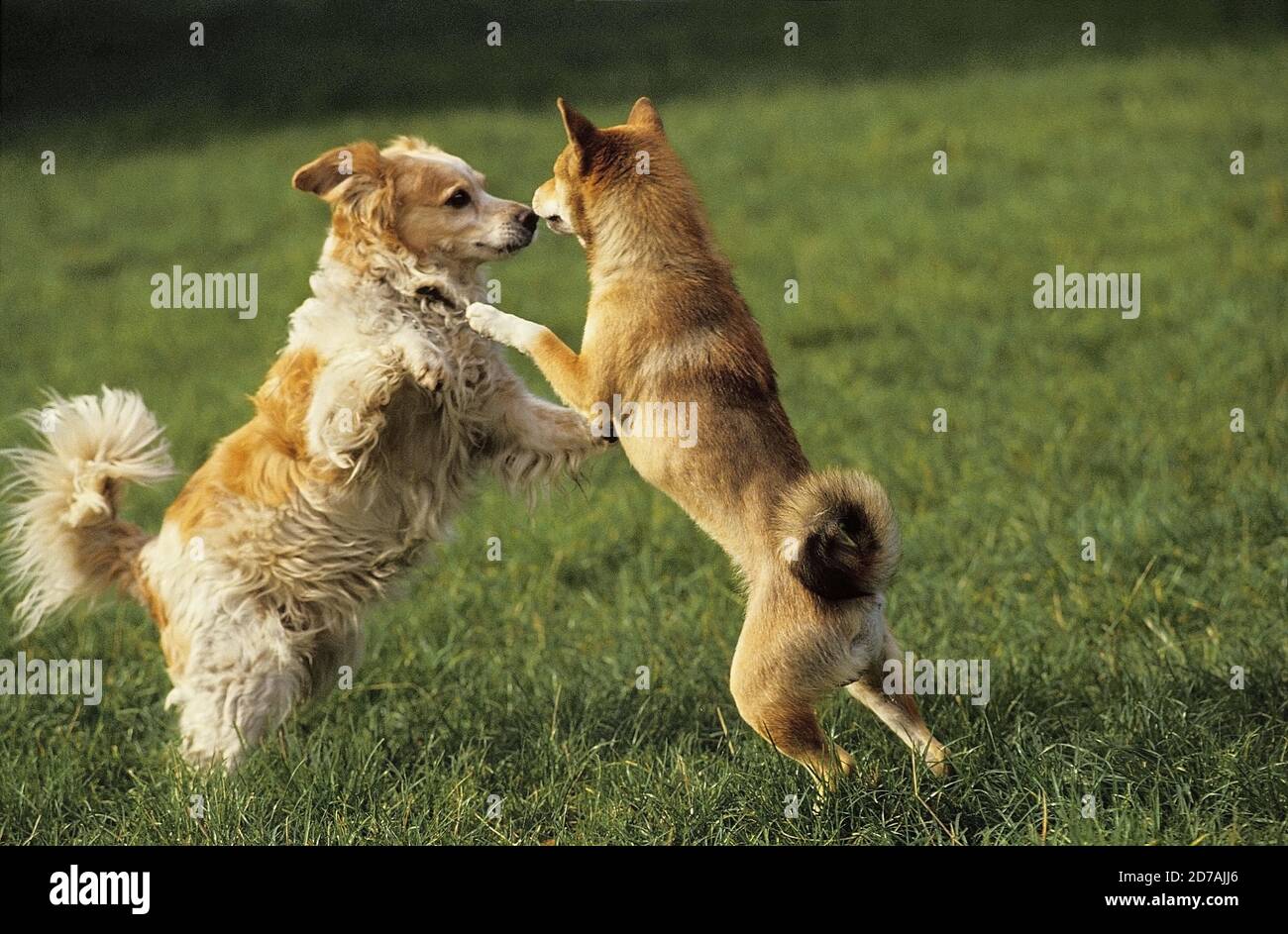 TWO DOGS PLAYING Stock Photo - Alamy