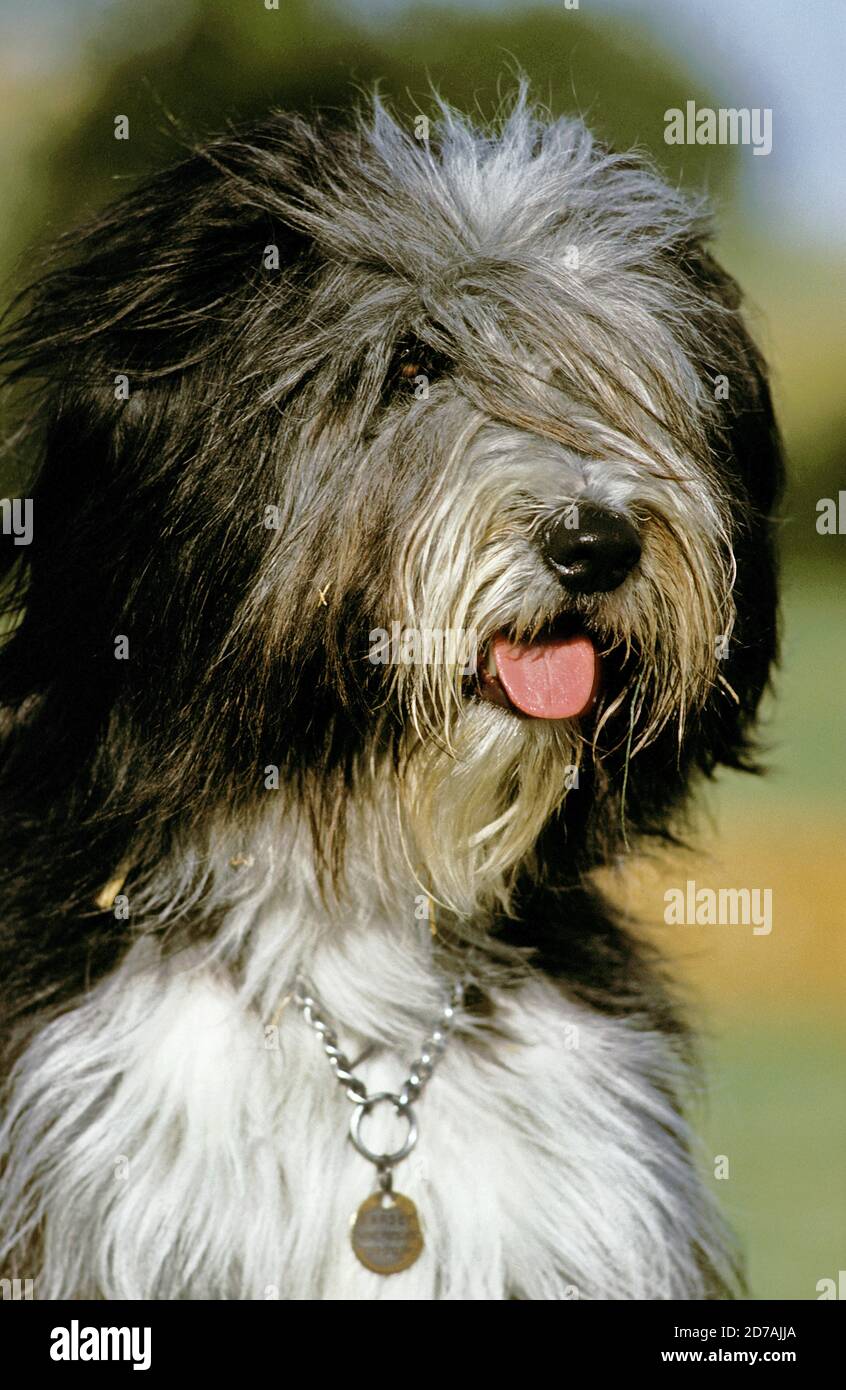 Bearded collie face hi-res stock photography and images - Alamy