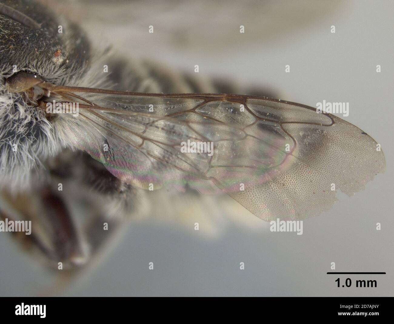 1931 animalia hi-res stock photography and images - Alamy