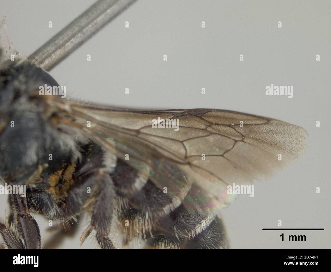 Pinned, Mount Parasome, San Gabriel Mountains, near Pasadena, Los ...