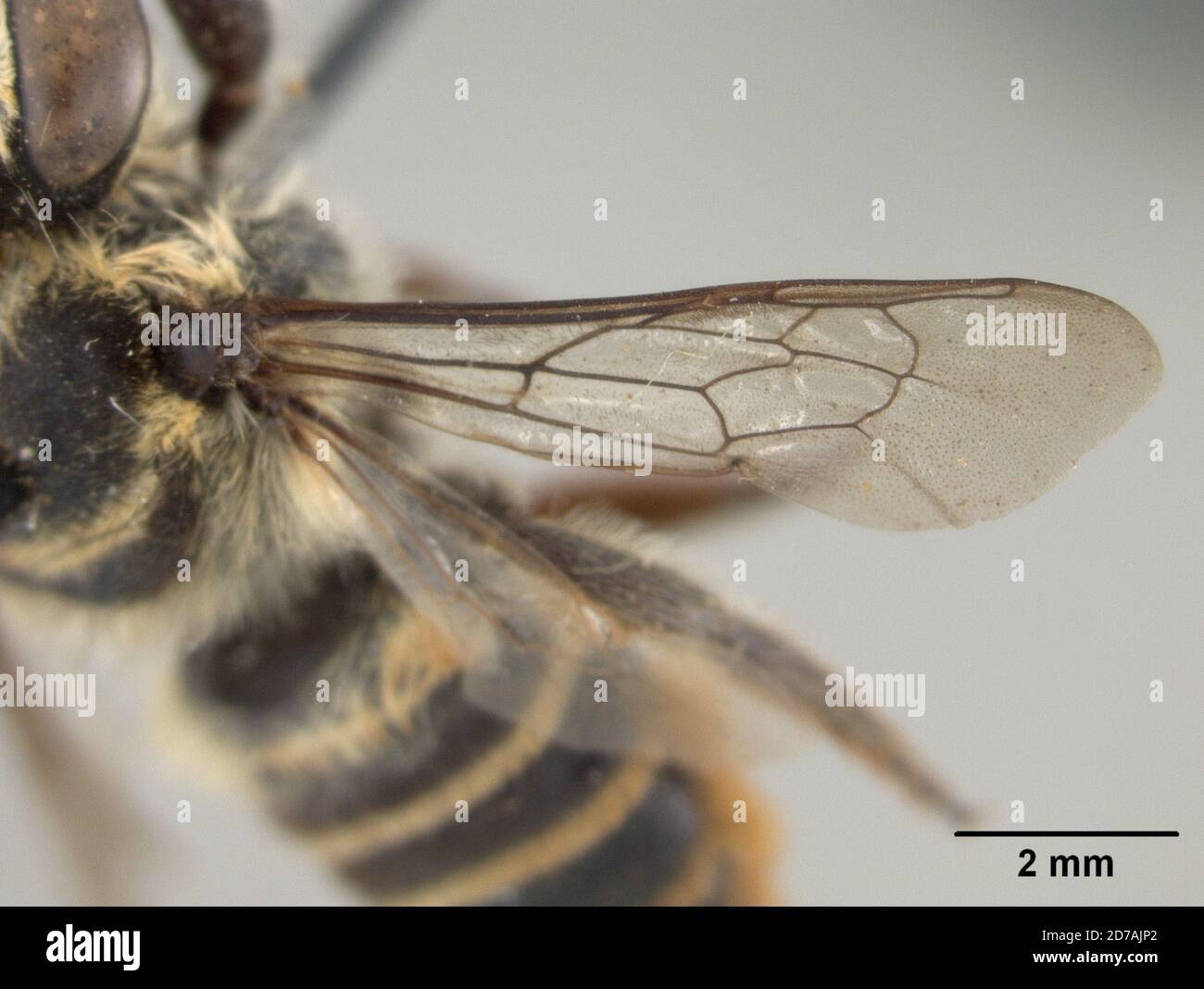 Megachile aurata mitchell hi-res stock photography and images - Alamy