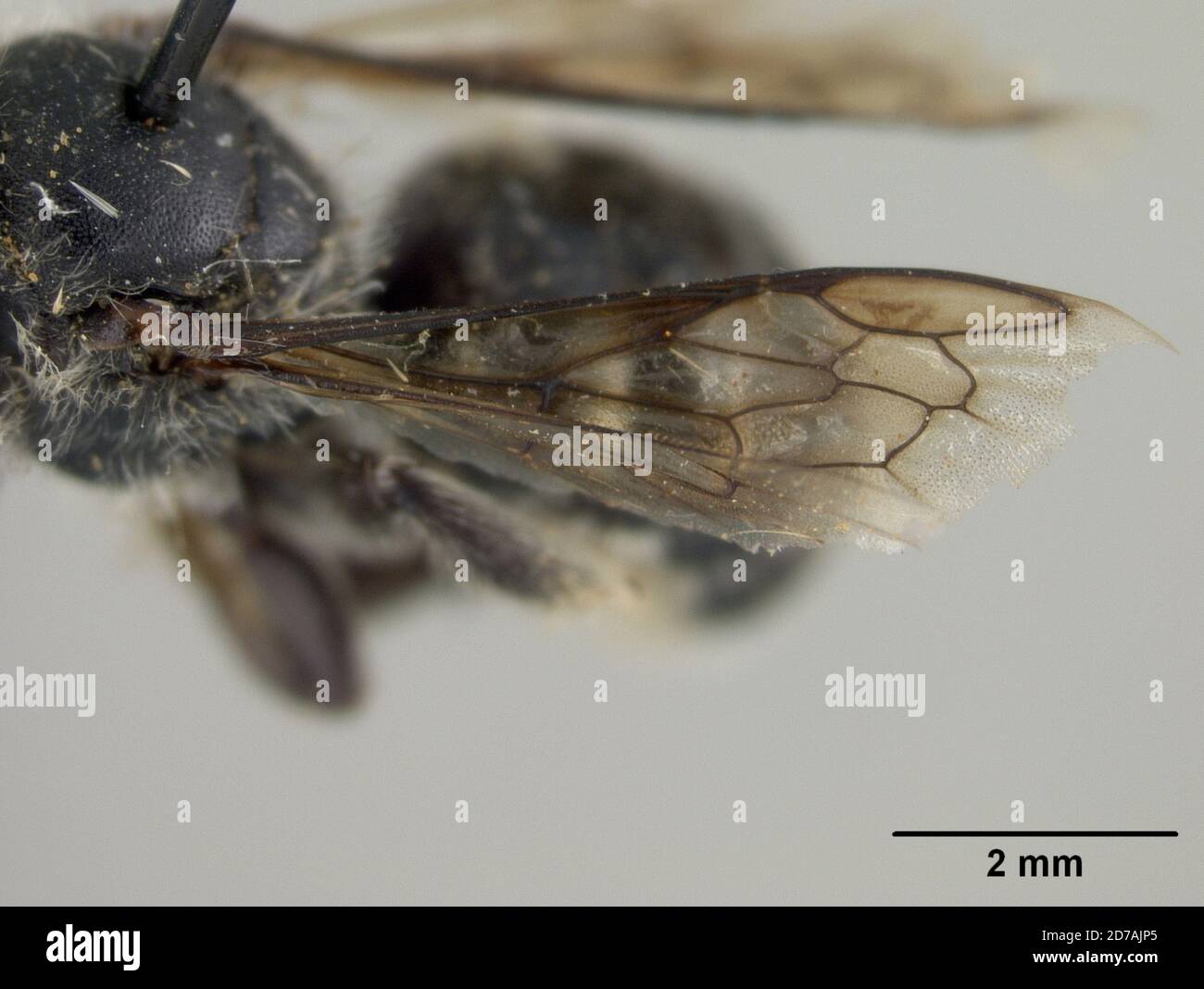 Hoplitis monardae cockerell hi-res stock photography and images - Alamy