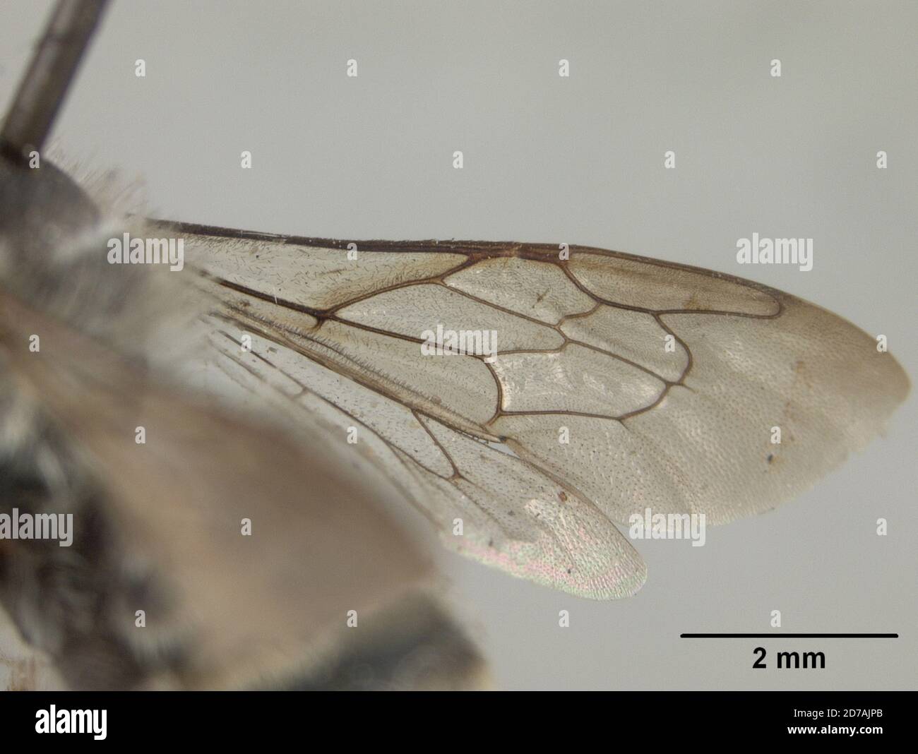 Pinned, Victoria, Mex, Mexico, Megachile alopecura Cockerell, 1923 ...