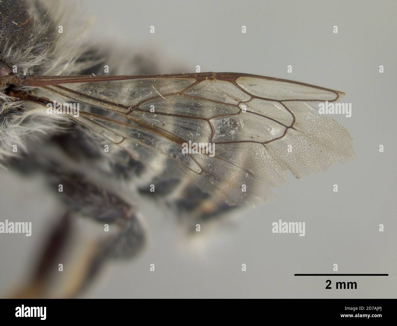 Alata mitchell hi-res stock photography and images - Alamy